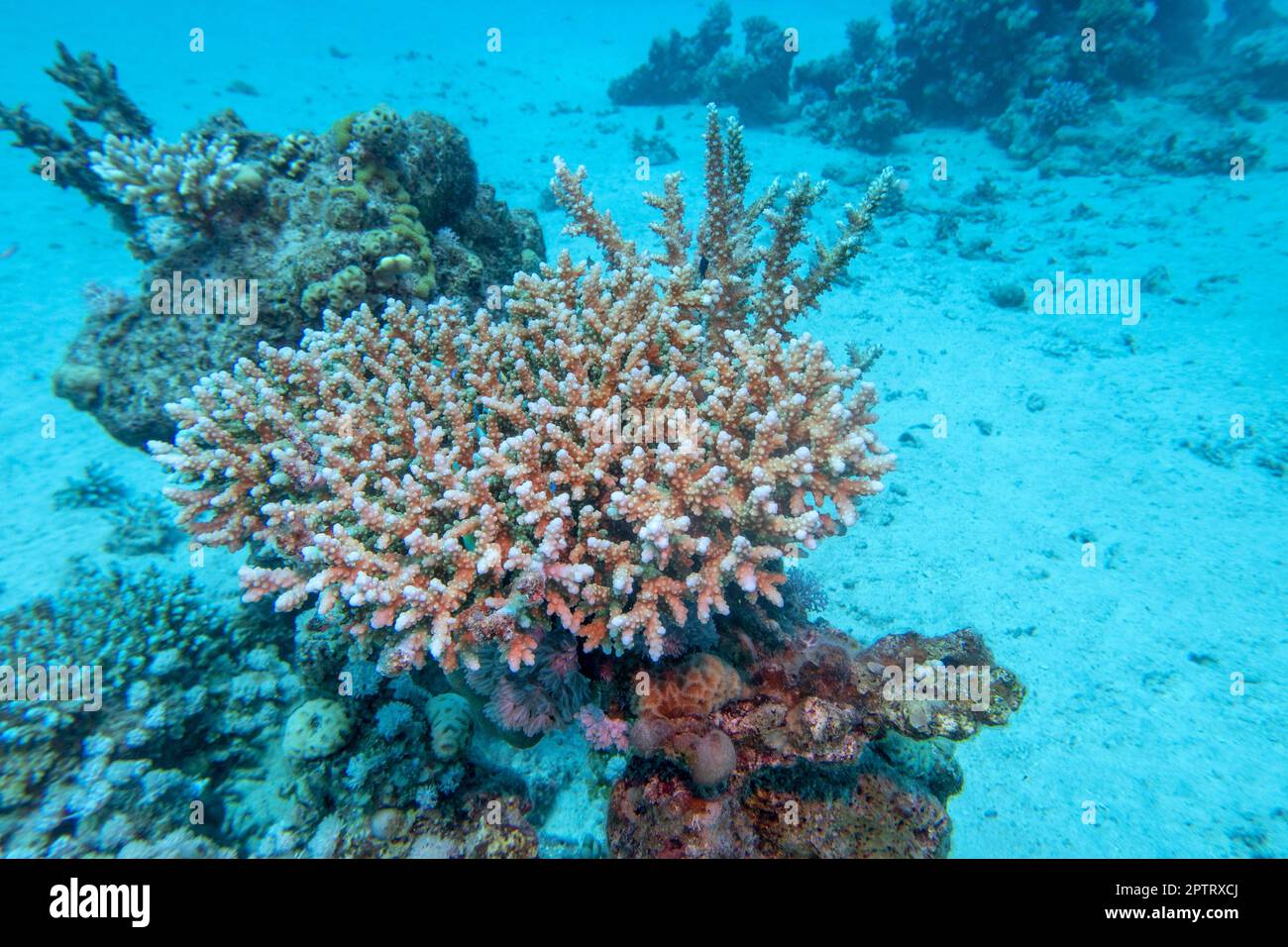 Coral reef with Acropora coral (Scleractinia) at sandy bottom of ...