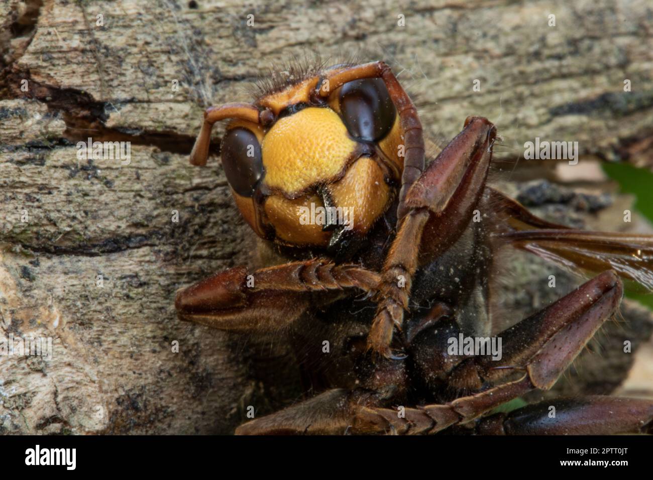 Giant hornet insect Stock Photo - Alamy