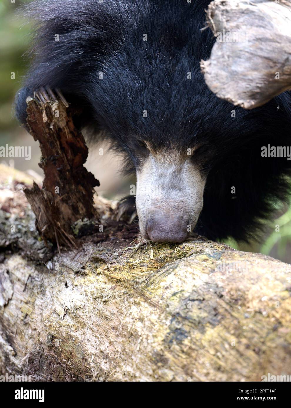 28 April 2023, North Rhine-Westphalia, Münster: A sloth bear explores ...