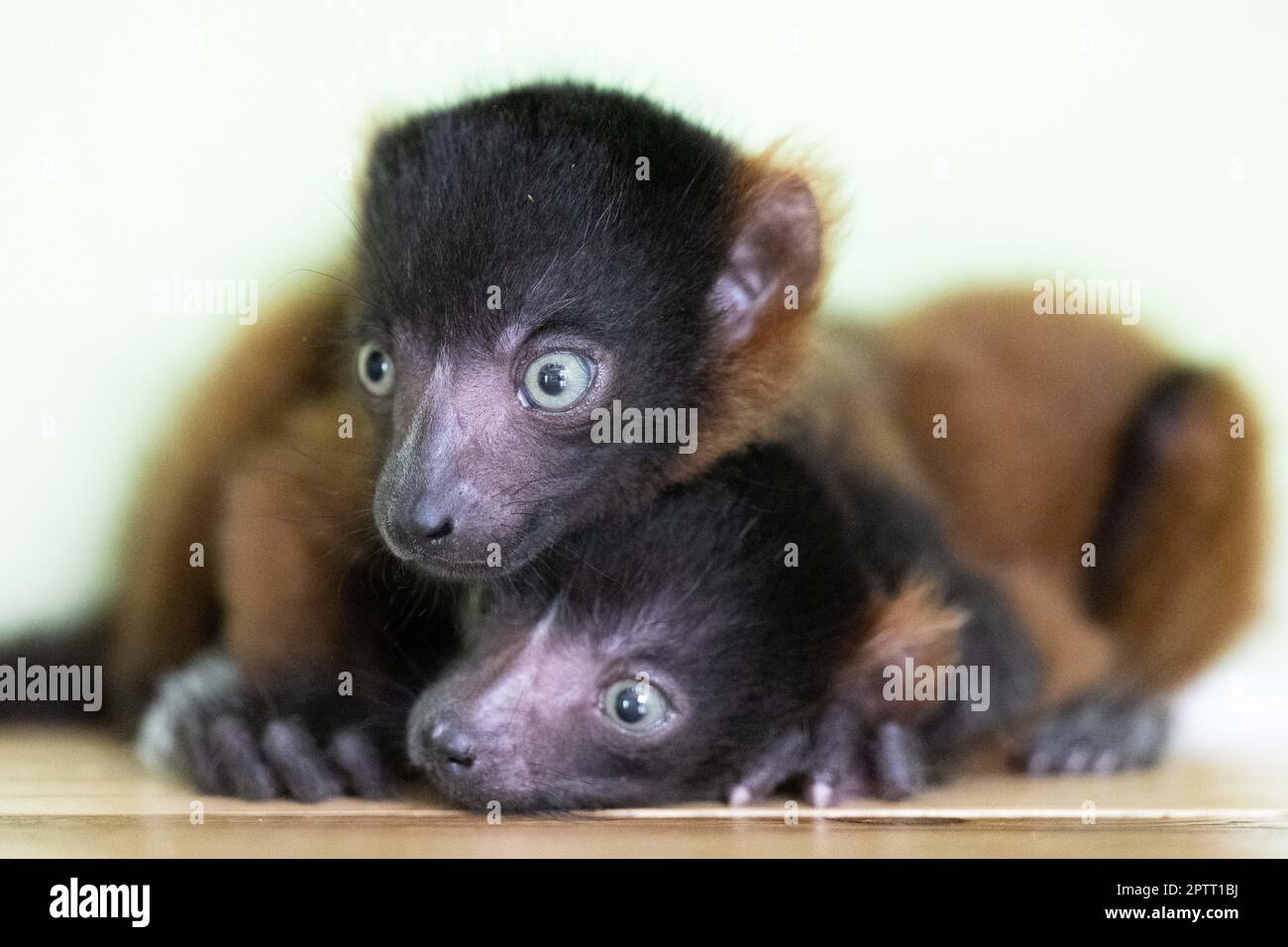 Semi monkeys hi-res stock photography and images - Alamy