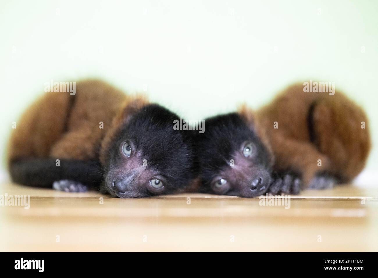 Senftenberg, Germany. 28th Apr, 2023. Two young animals of the Red Vari ...
