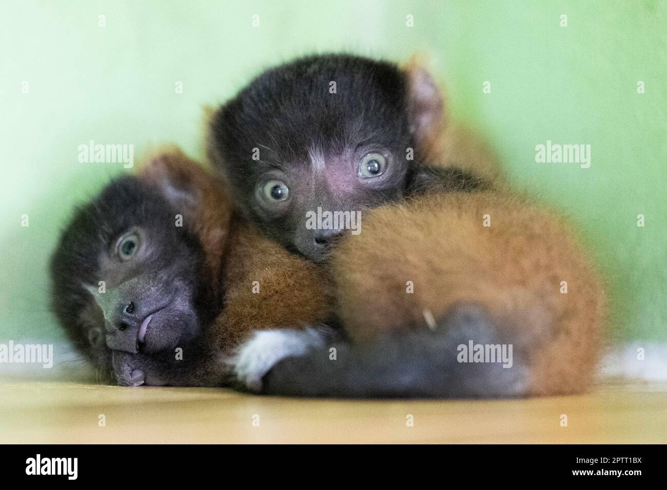 Semi monkeys hi-res stock photography and images - Alamy