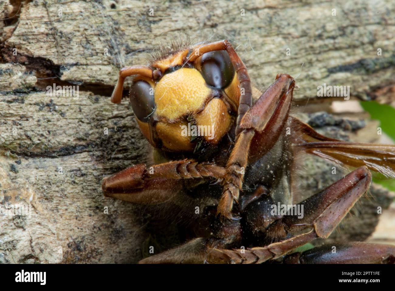 Giant hornet insect Stock Photo - Alamy