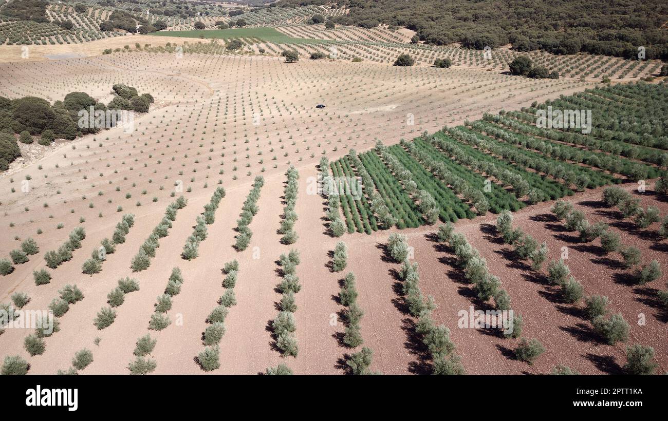 Aerial drone view of olive trees plantation in Andalusia, Spain. Vast ...