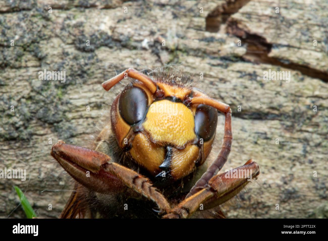 Giant hornet insect Stock Photo - Alamy