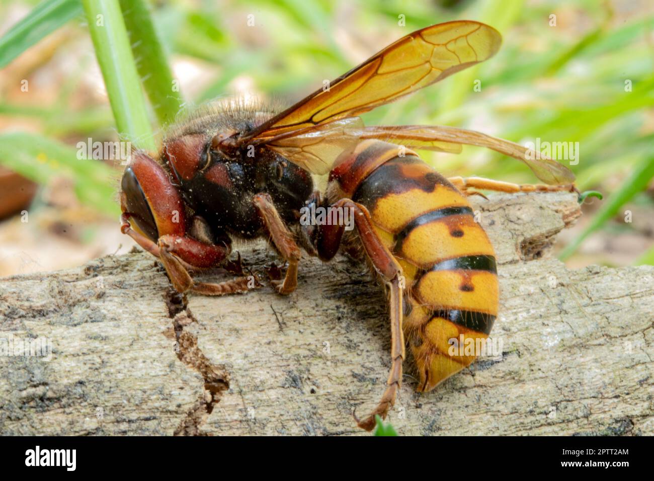 Giant hornet insect Stock Photo - Alamy