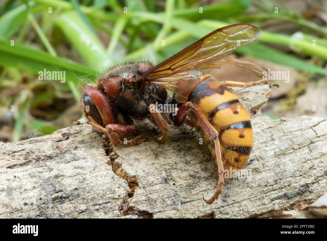 Giant hornet insect Stock Photo - Alamy