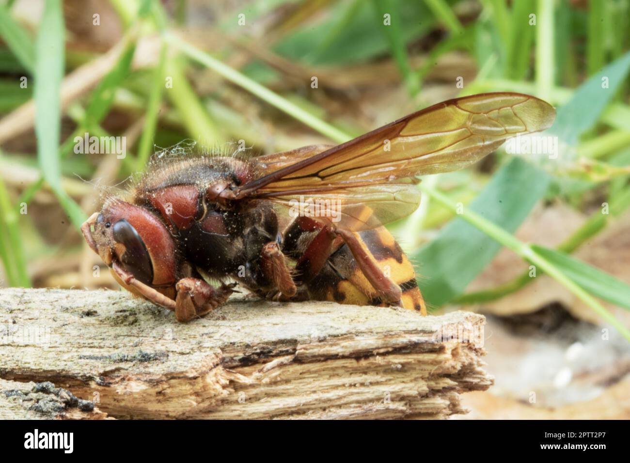 Alert insect hi-res stock photography and images - Alamy