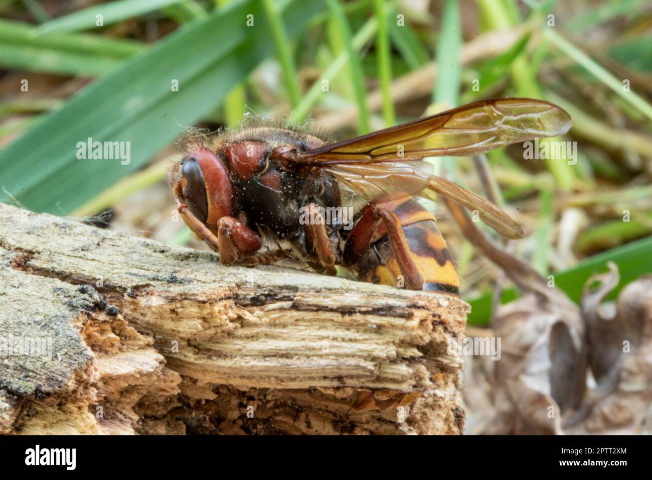 Giant hornet insect Stock Photo - Alamy