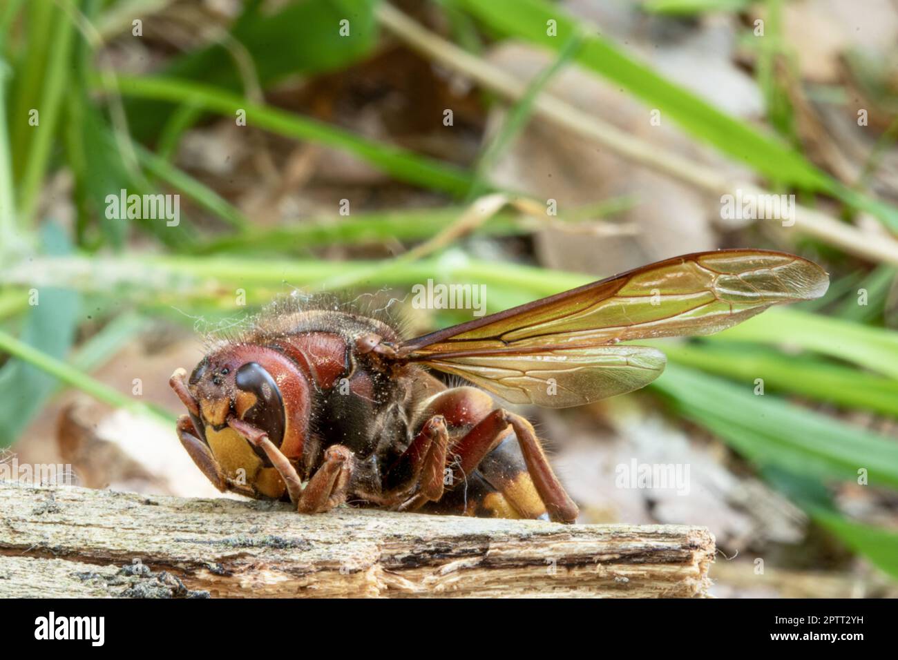 Giant hornet insect Stock Photo - Alamy