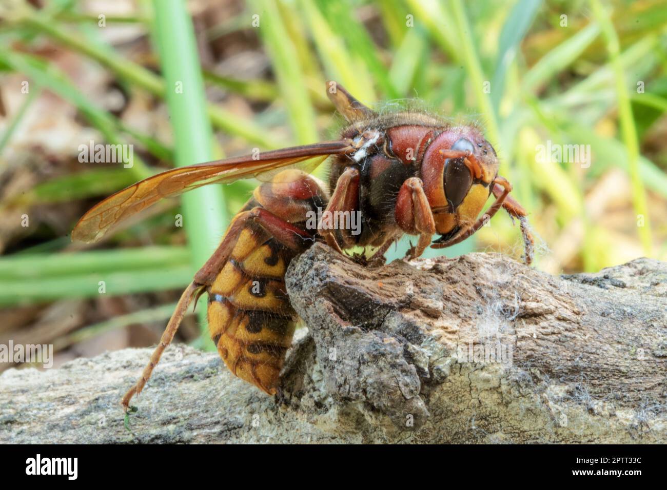 Giant hornet insect Stock Photo - Alamy