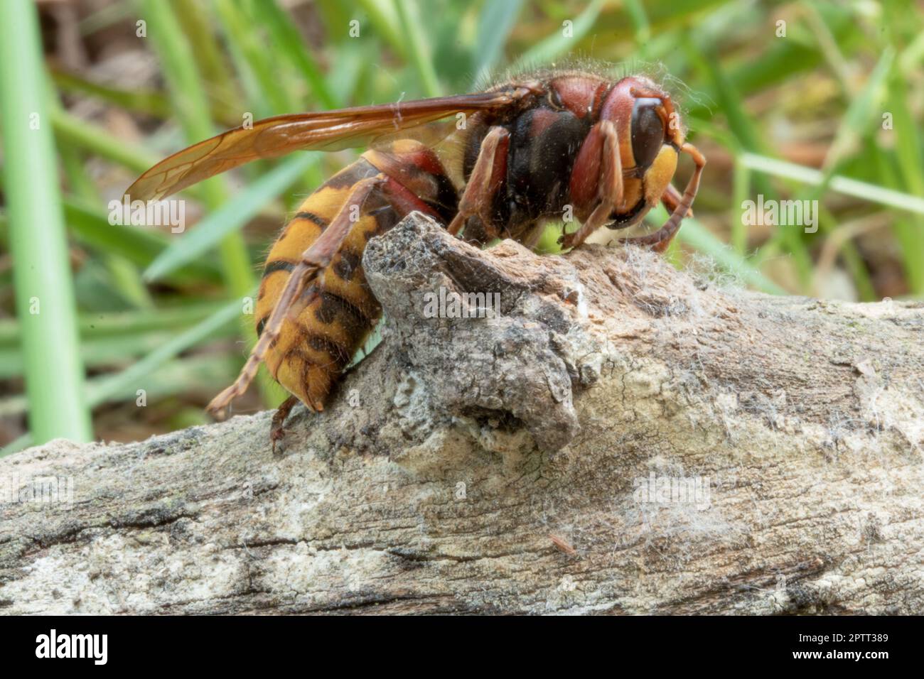 Giant hornet insect Stock Photo - Alamy