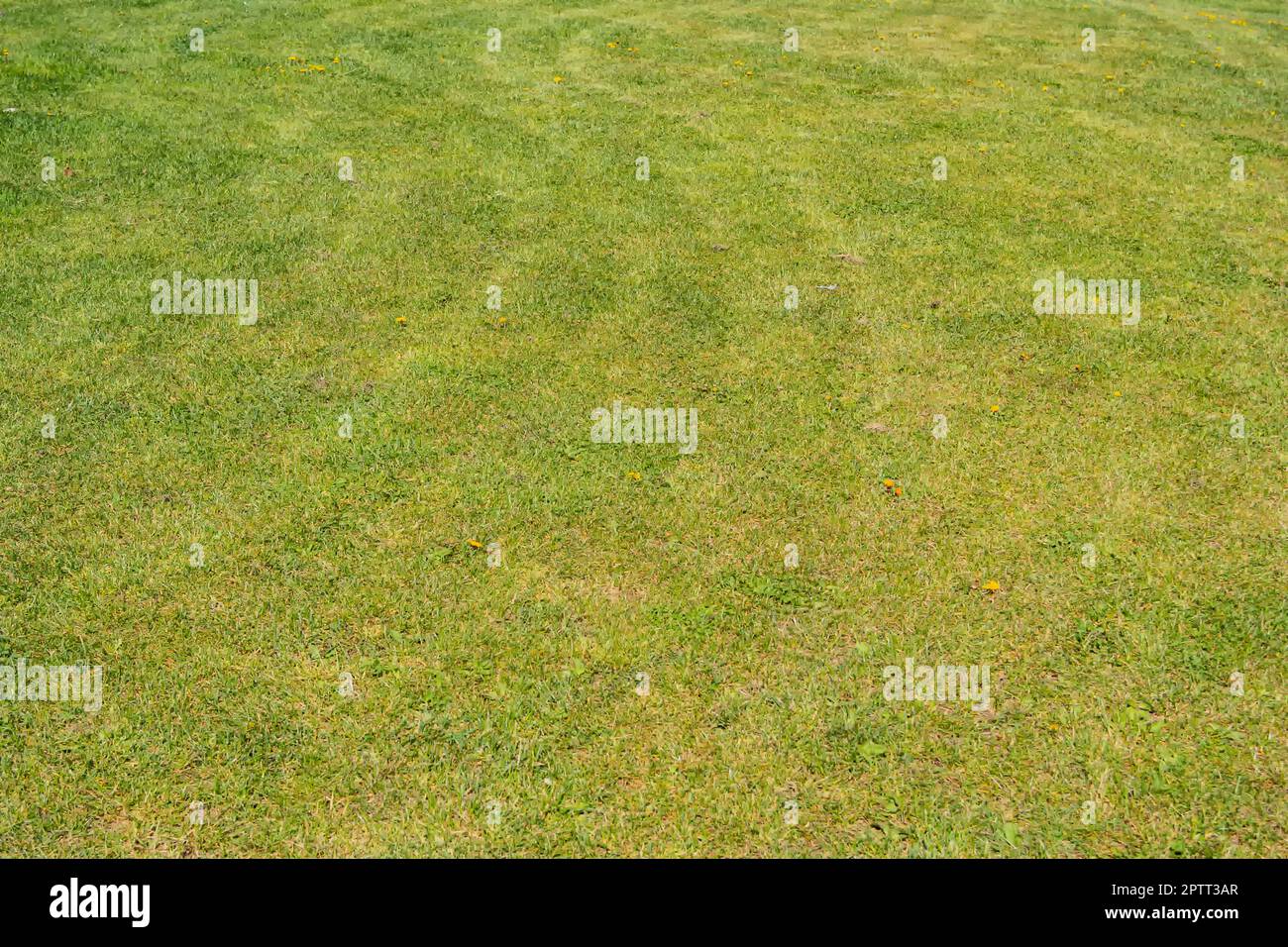 Freshly mown lawn summer garden hi-res stock photography and images - Alamy