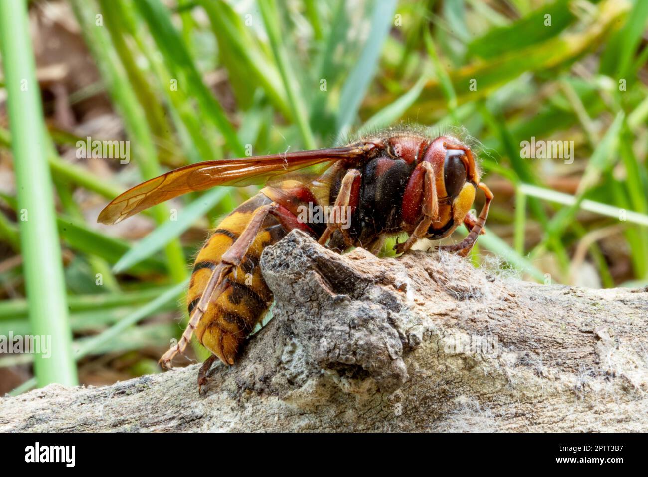 Giant hornet insect Stock Photo - Alamy