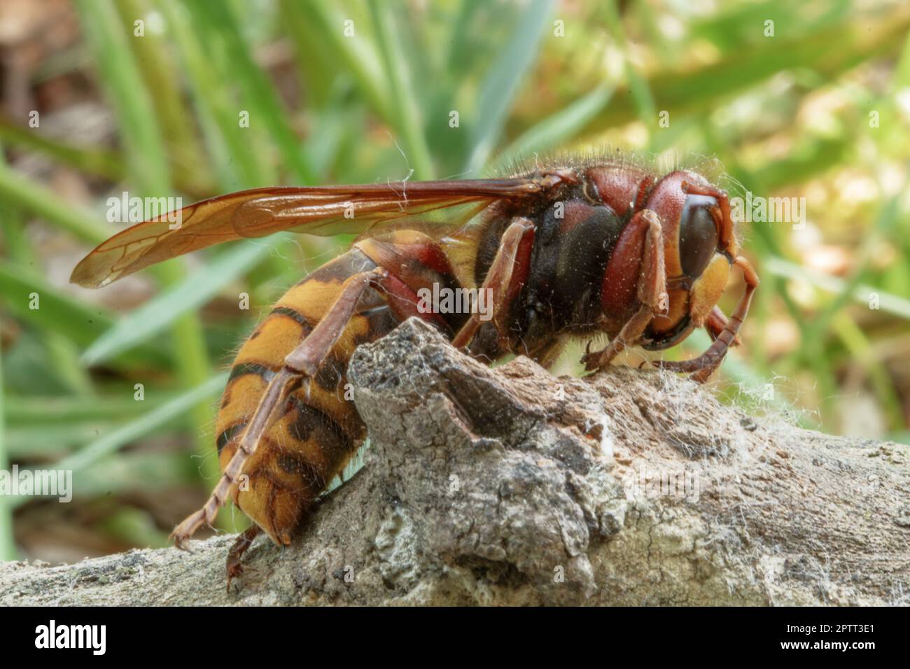 Giant hornet insect Stock Photo - Alamy