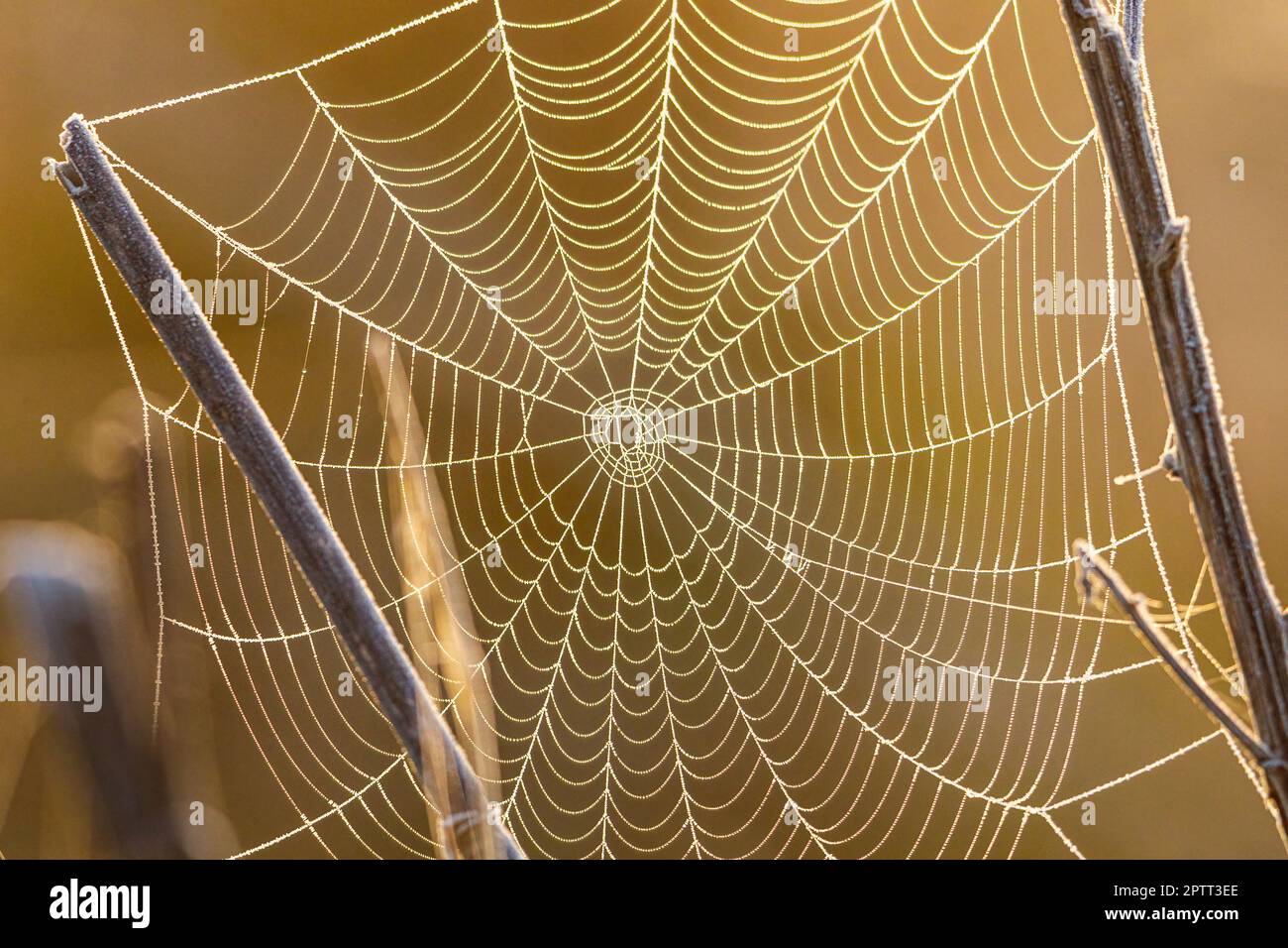 Spider in net silhouette hi-res stock photography and images - Alamy