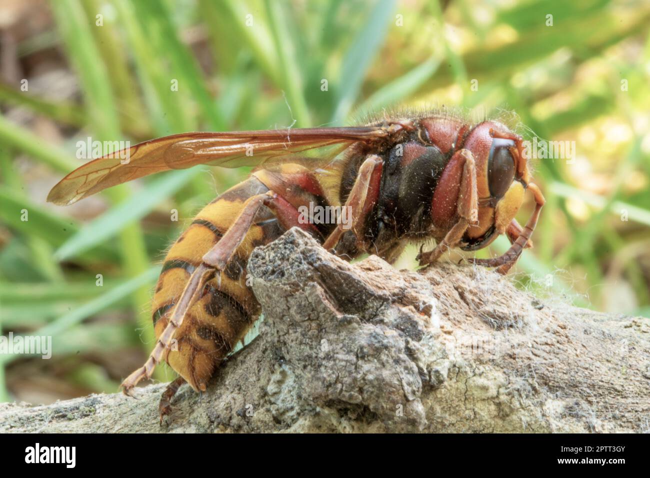 Giant hornet insect Stock Photo - Alamy