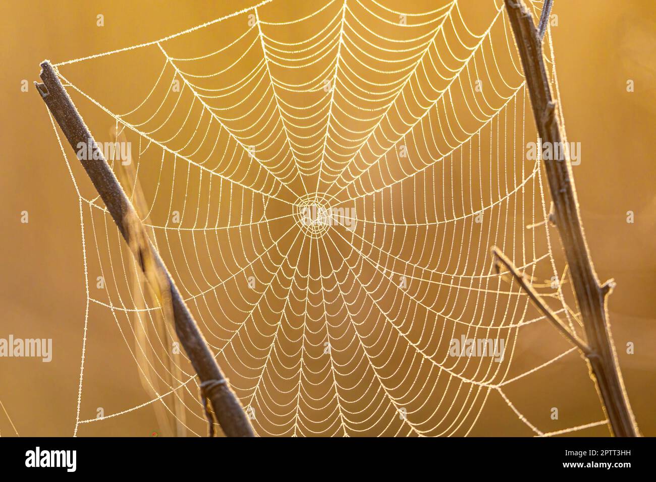 Spider in net silhouette hi-res stock photography and images - Alamy