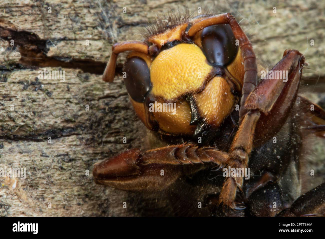 Giant hornet insect Stock Photo - Alamy