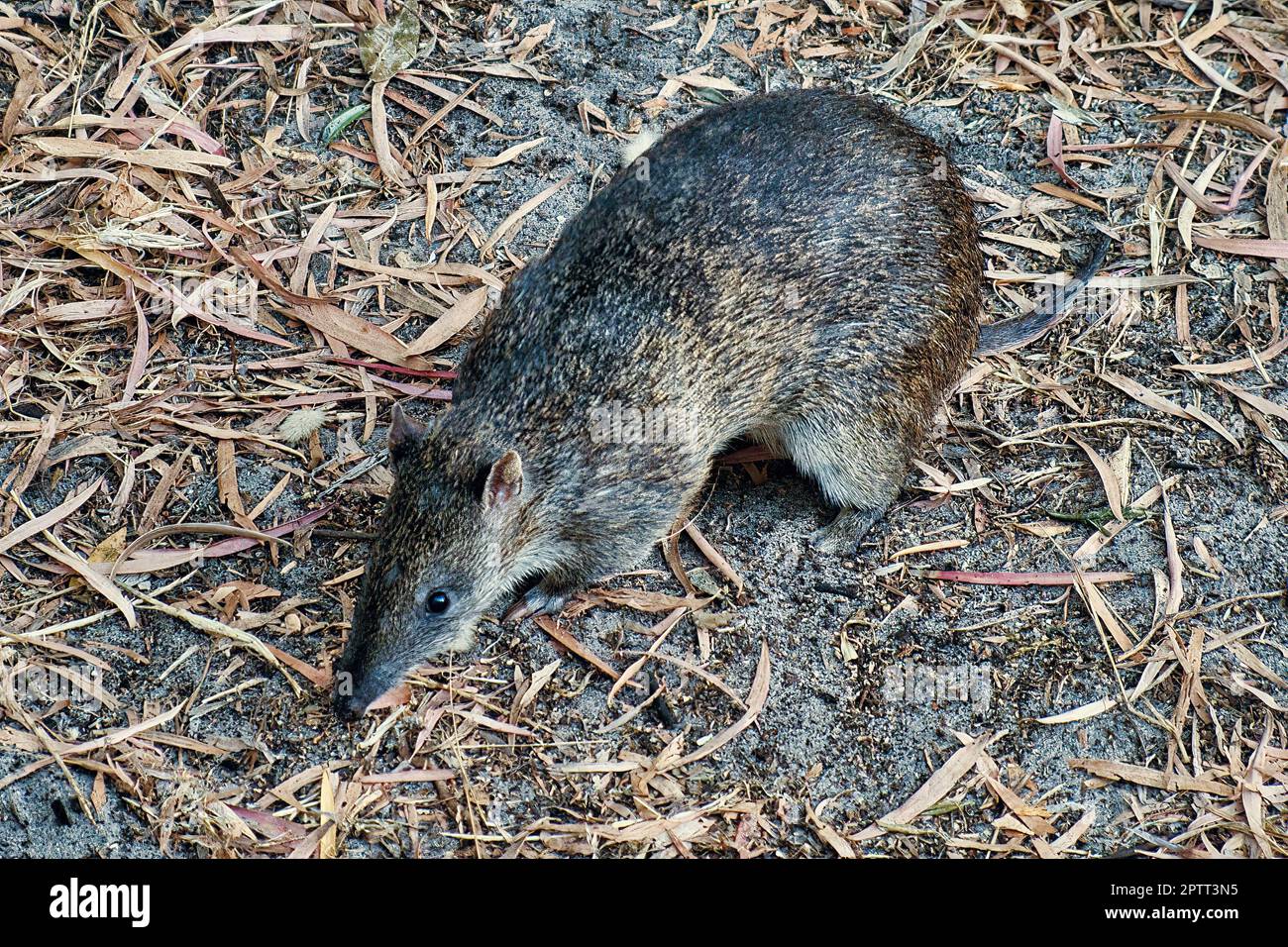 A quenda or western brown bandicoot (Isoodon fusciventer), a small ...