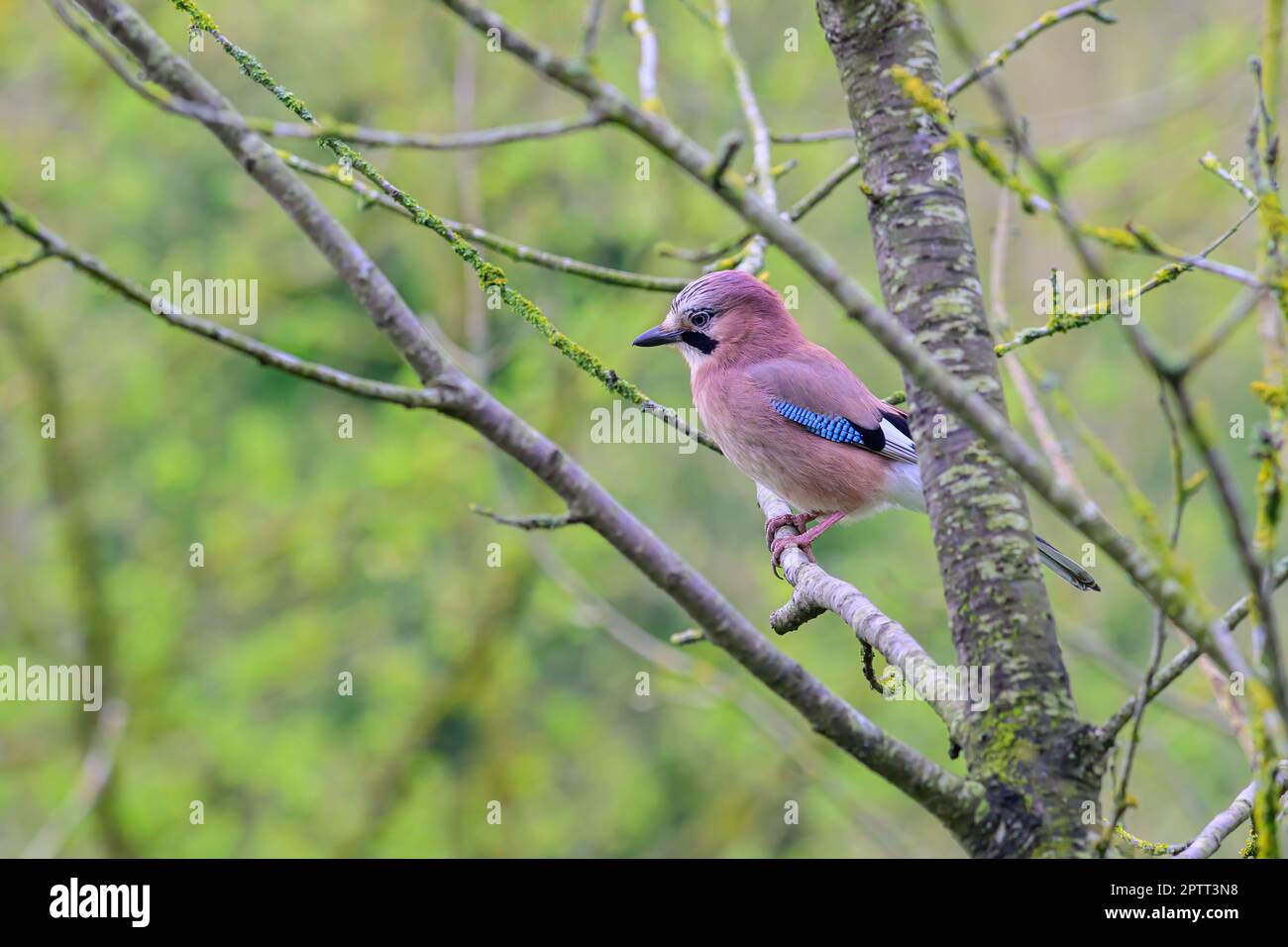 Eurasian Jay, Garrulus glandarius, perched on a branch, spring, side ...