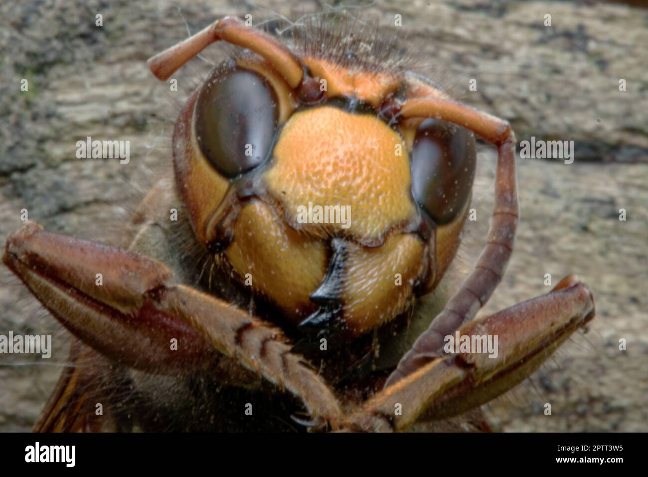 Giant hornet insect Stock Photo - Alamy