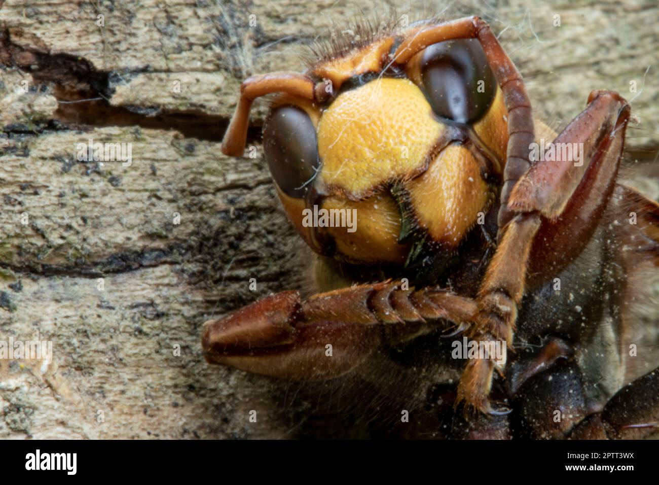 Giant hornet insect Stock Photo - Alamy