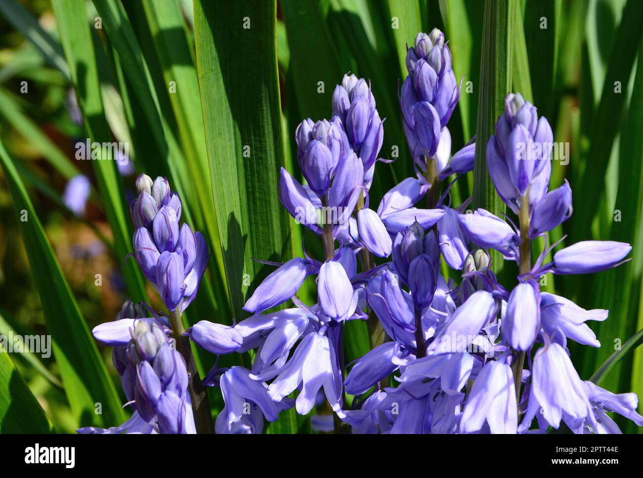 Close english garden bunch hi-res stock photography and images - Alamy