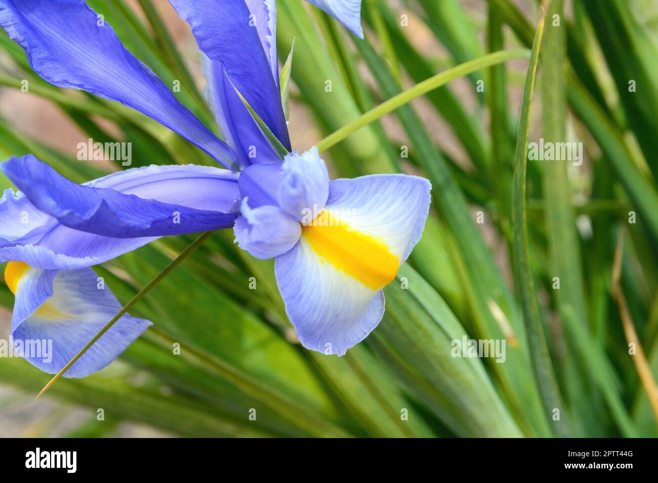 Plants and nature gardens hi-res stock photography and images - Alamy