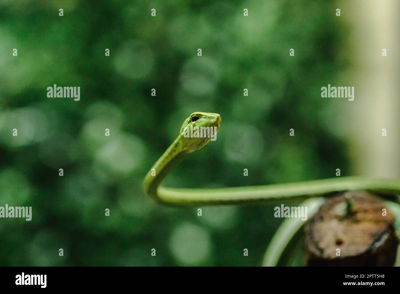 Long-nosed whip snake is a kind of poisonous snake Living most of the ...