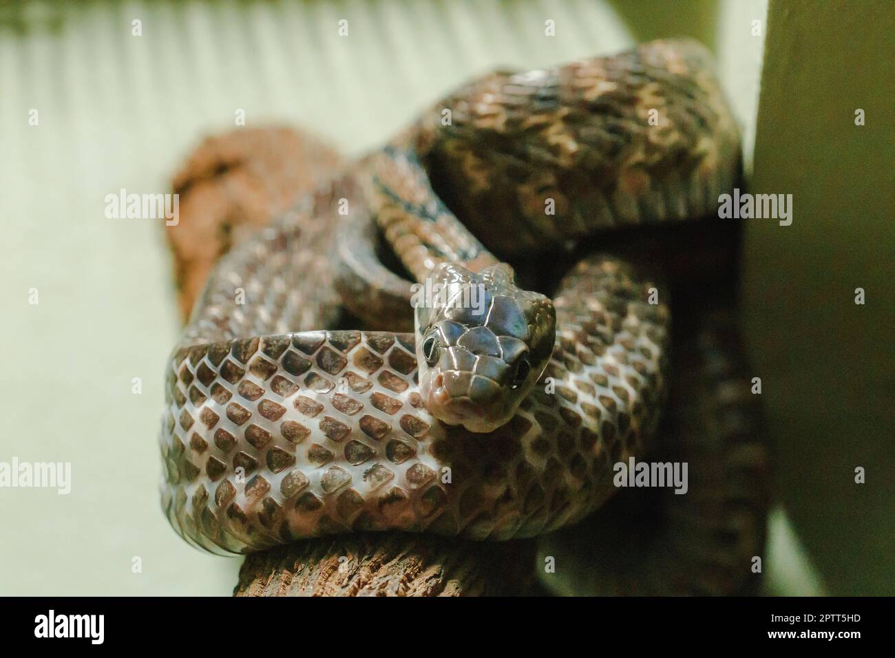 Dog-toothed cat snake on a branch with big eyes Nocturnal Stock Photo ...