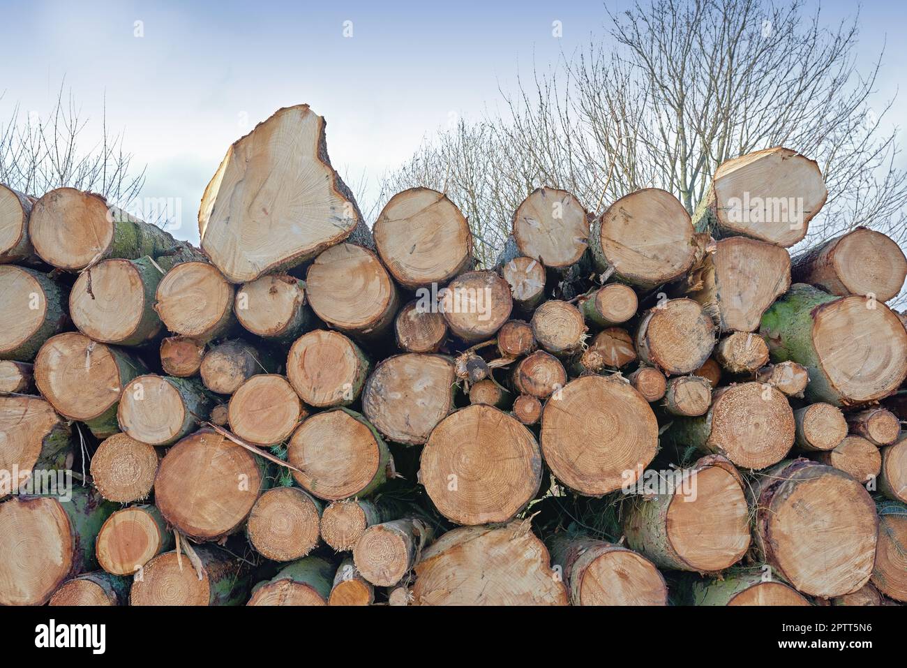 Tree logs stacked up ready to be turned into useable wood. Pile of cut ...