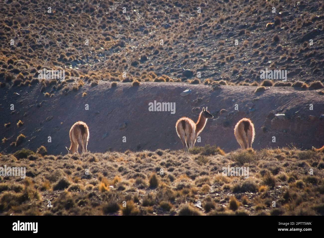 Young guanacos (Lama guanicoe) spotted in the steppes of Villavicencio ...