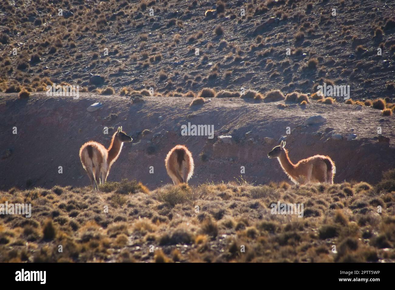 Young guanacos (Lama guanicoe) spotted in the steppes of Villavicencio ...