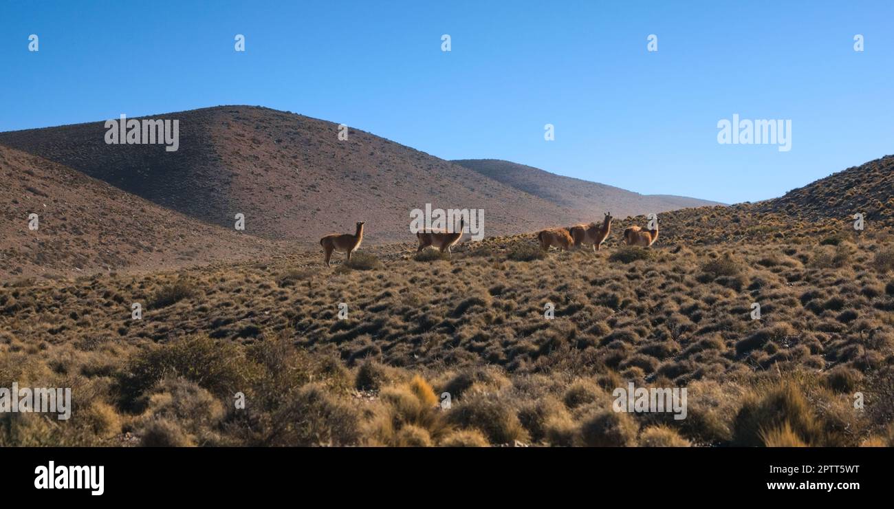 Herd of guanacos (Lama guanicoe) spotted in the steppes of ...