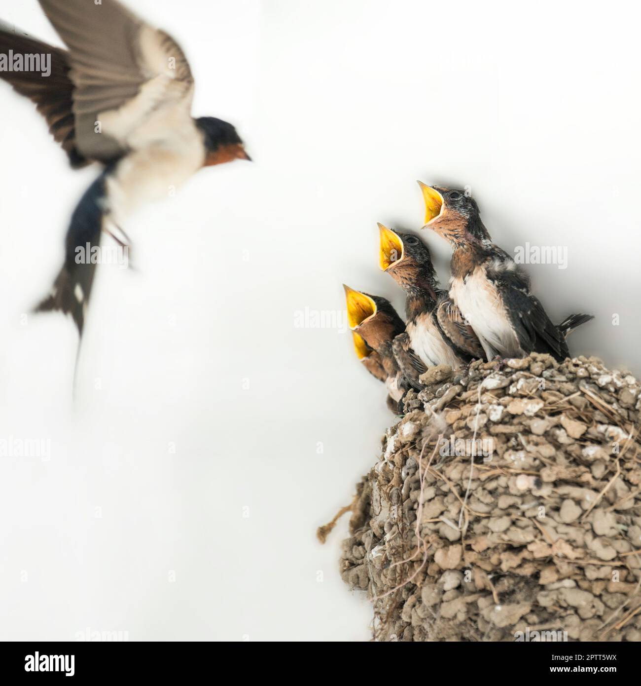 A flock of little swallows waiting to be fed, swallow nest, little bird ...