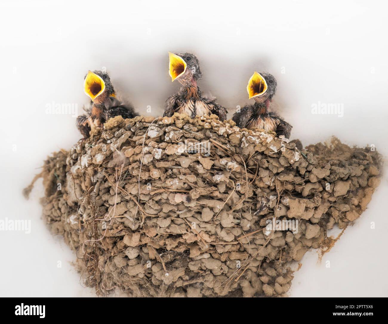 A flock of little swallows waiting to be fed, swallow nest, little bird ...