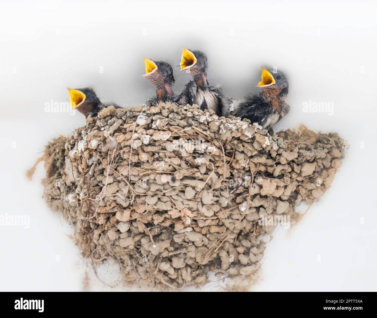 A flock of little swallows waiting to be fed, swallow nest, little bird ...