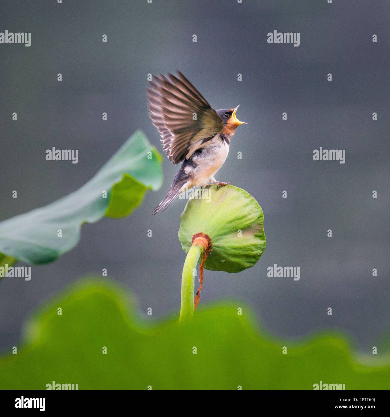 The little bird waiting to be fed is on the lotus, the little bird, the ...
