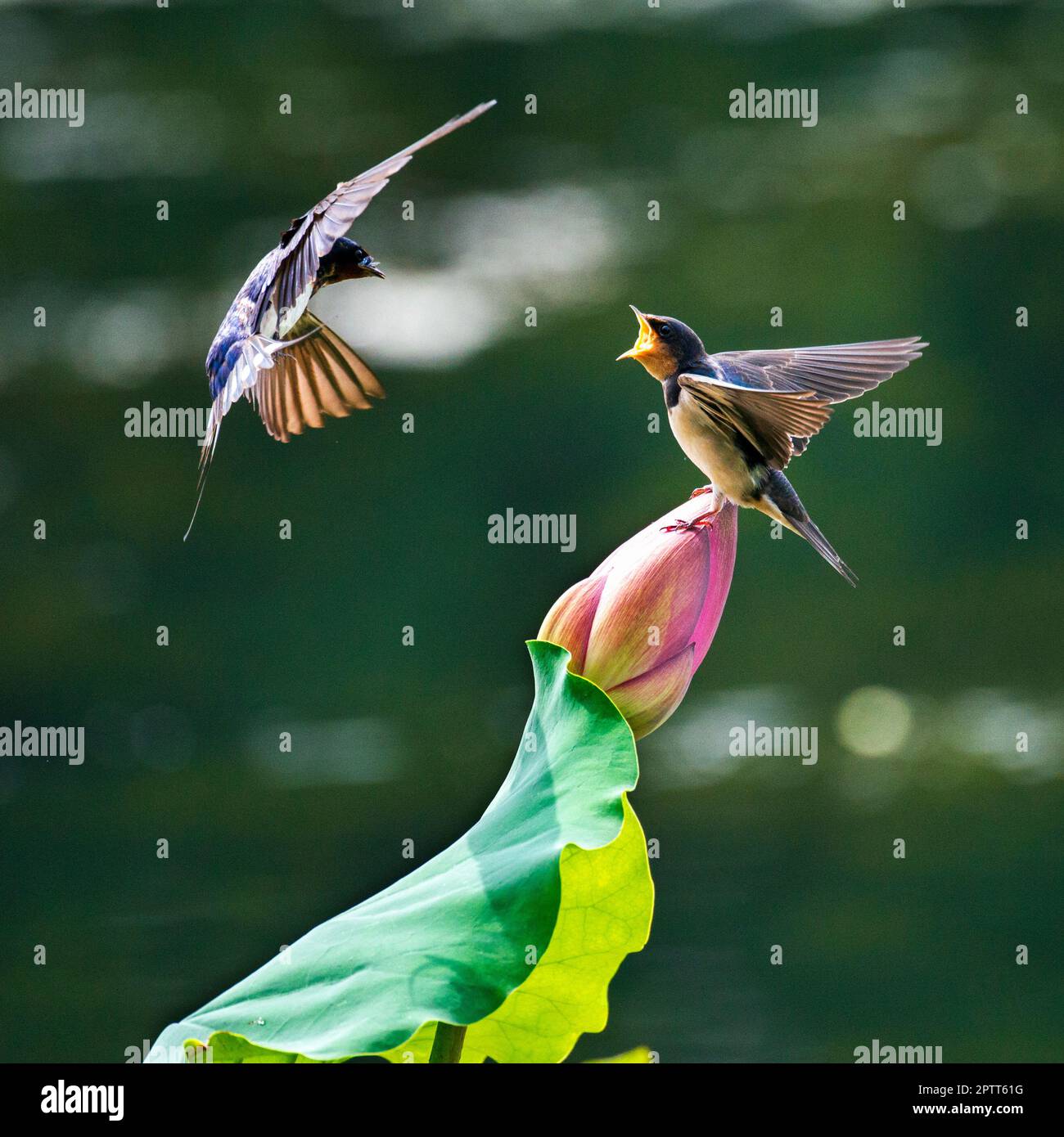 Birds feeding each other, lotus, lotus leaves, moments of birds Stock ...