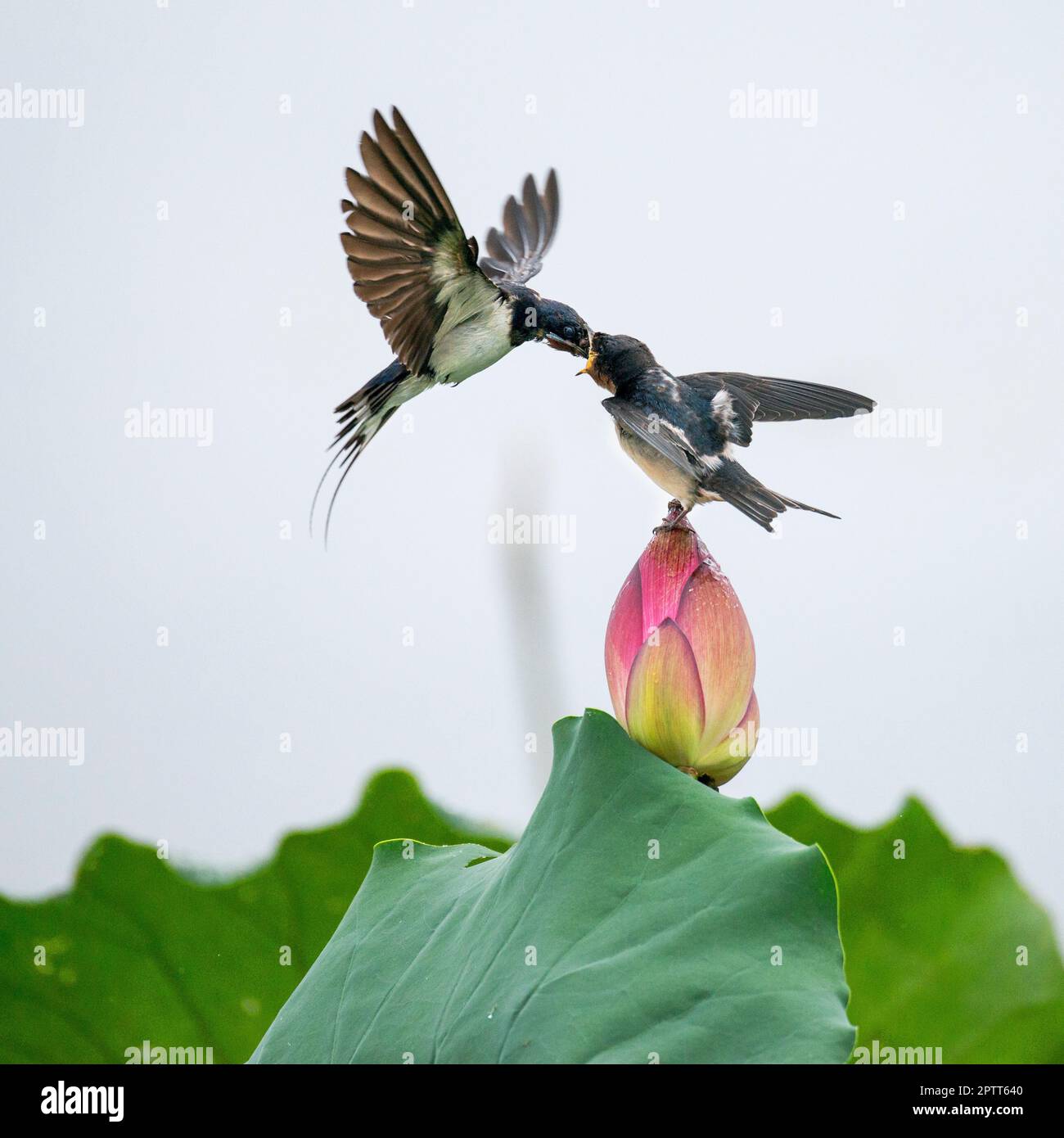 Birds feeding each other, lotus, lotus leaves, moments of birds Stock ...
