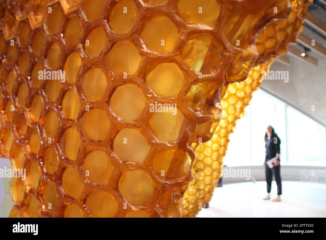 New York, USA. 26th Apr, 2023. Visitors in a bee exhibition in the ...
