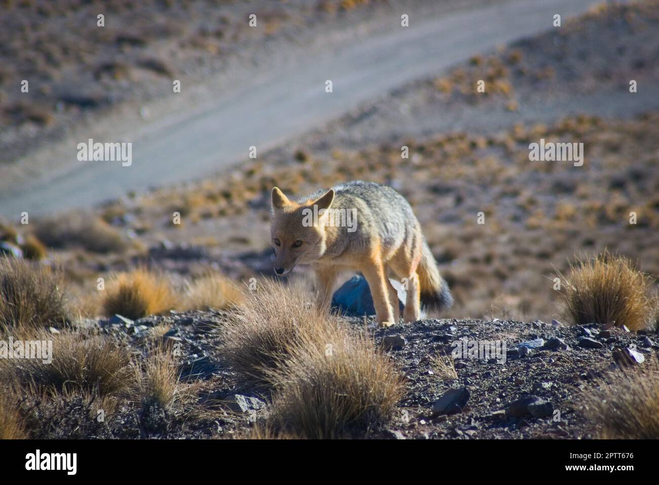 Andean fox, also known as culpeo (Lycalopex culpaeus) spotted in ...