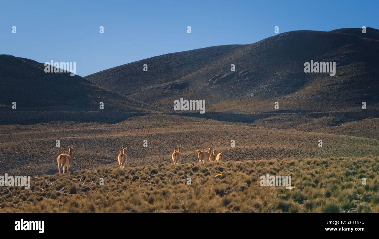 Herd of guanacos (Lama guanicoe) spotted in the steppes of ...