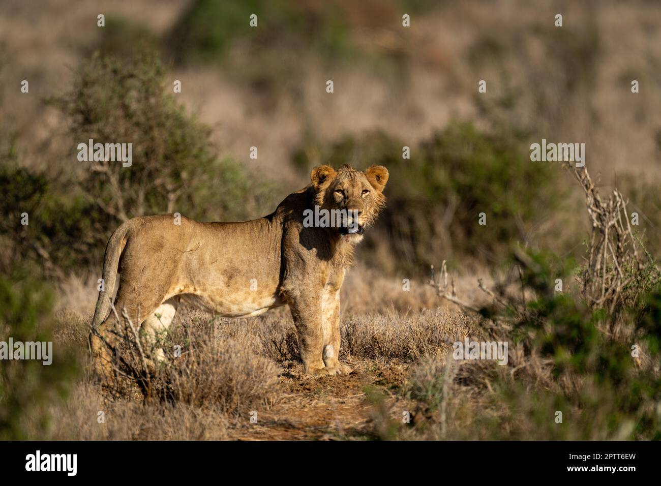 Young male lion standing hi-res stock photography and images - Alamy