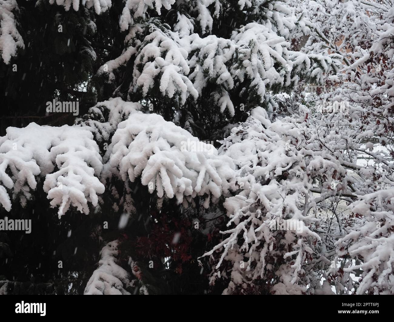 scene with trees under heavy snow in winter time Stock Photo - Alamy