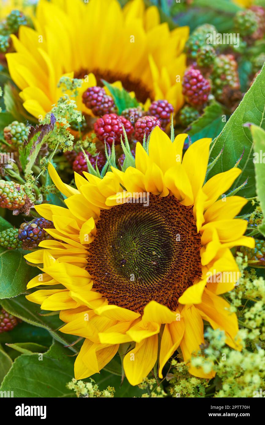 Closeup of two beautiful fresh sunflowers in green garden. Zoomed in ...