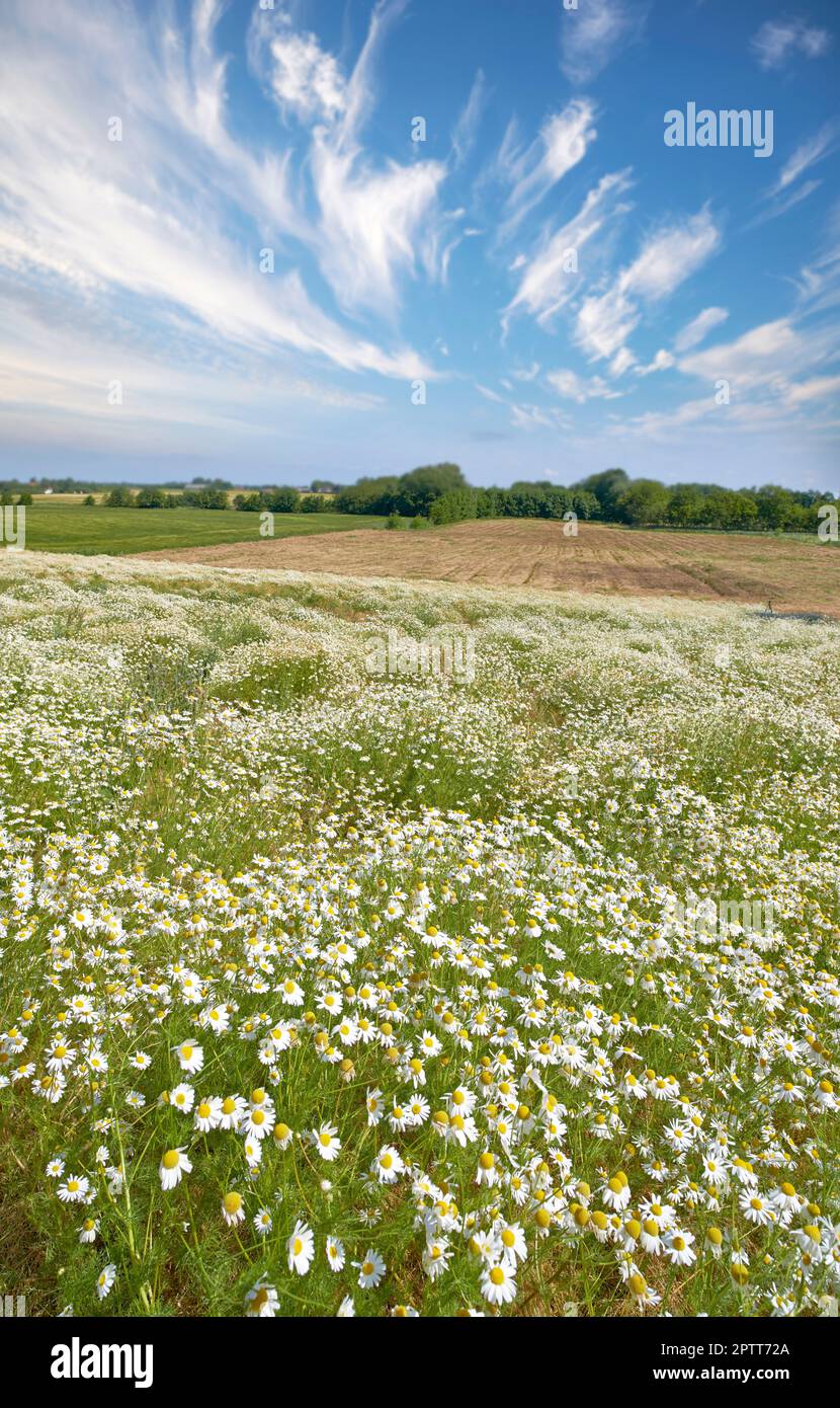 Landscape of daisy flowers in a lush meadow in summer. Marguerite ...