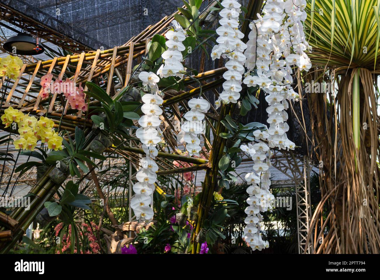 Botanical garden green branches of plant, stock photo Stock Photo - Alamy