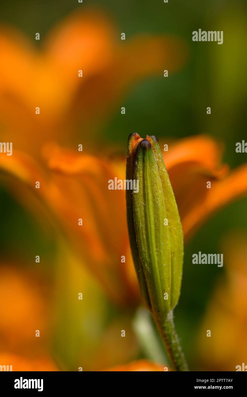 A close-up of blooming Lilium Maritimum with blurred background. A ...